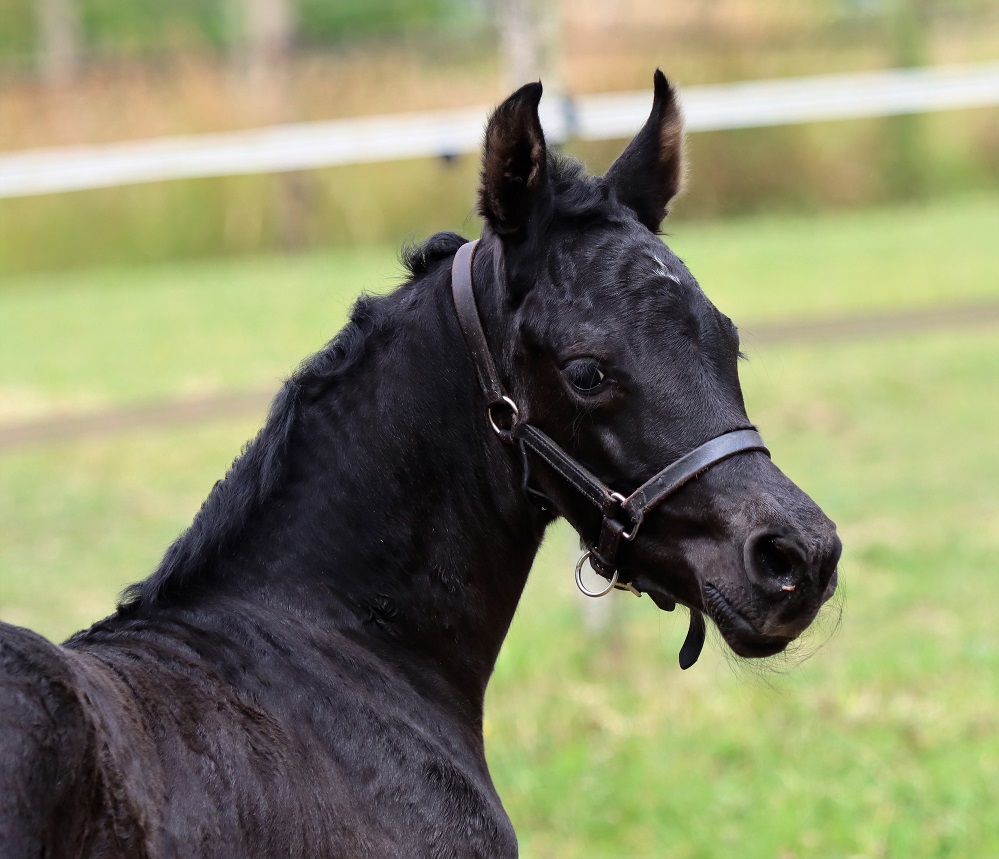 HARAS BLACKNIGHT MGC - Arabo -Frison à vendre