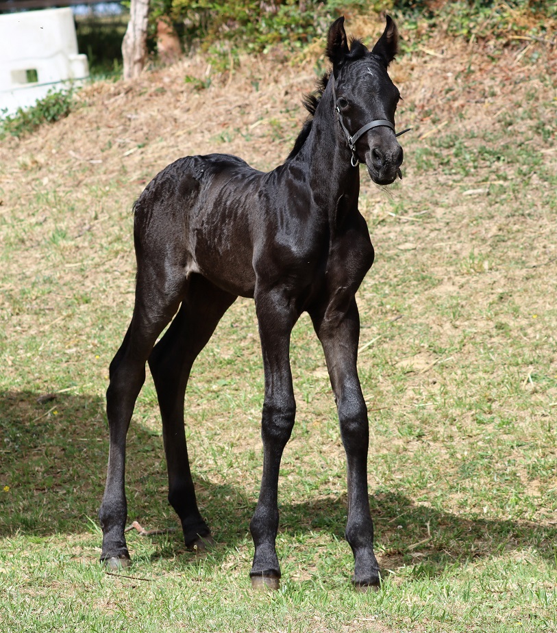 HARAS BLACKNIGHT MGC - Arabo -Frison à vendre