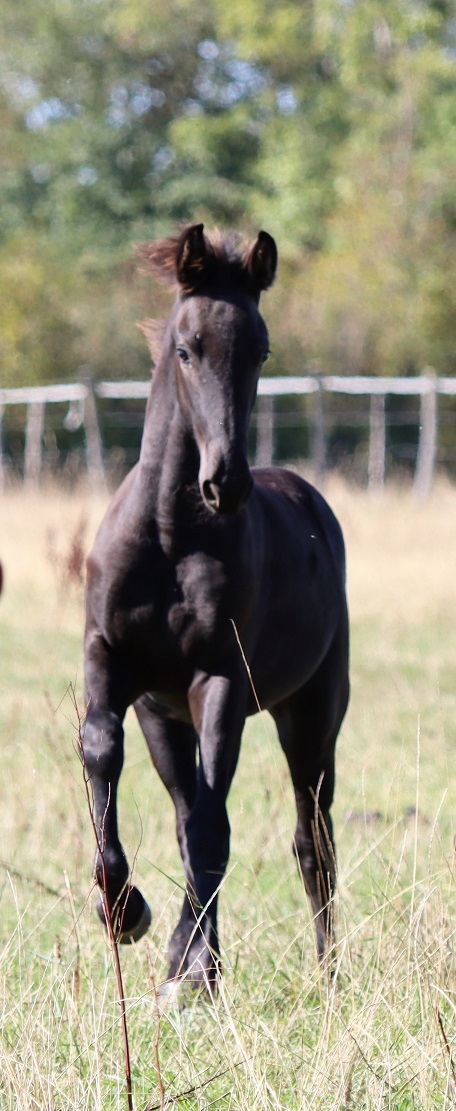 HARAS BLACKNIGHT MGC - Arabo -Frison à vendre